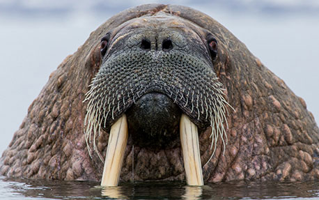 Cómo dejarse un bigote de morsa y cuidarlo | Philips
