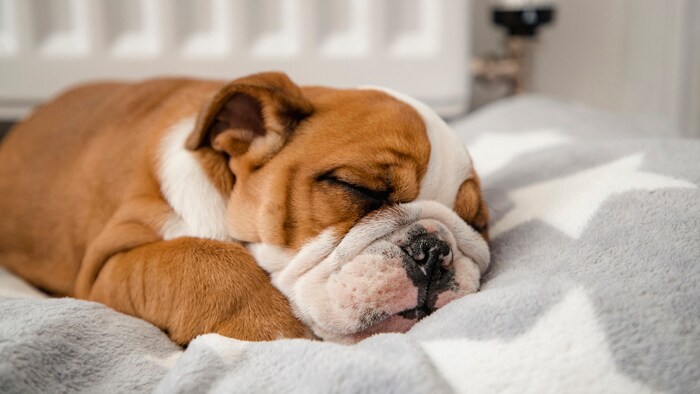 Why Does My Pet Snore So Much Philips why-does-my-pet-snore-so-much-philips